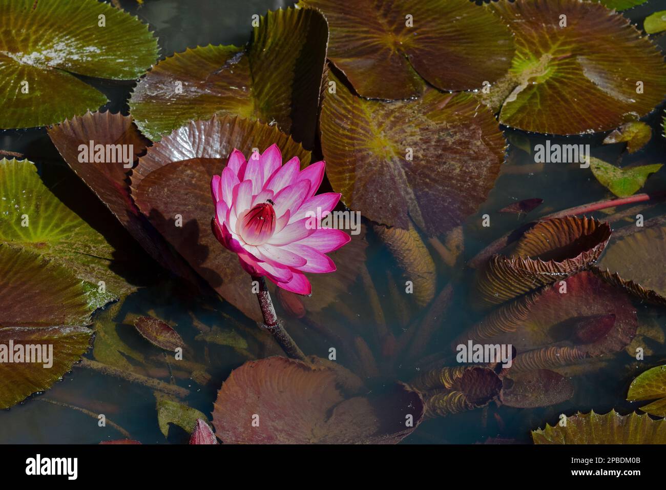 Flower sheets -Fotos und -Bildmaterial in hoher Auflösung – Alamy