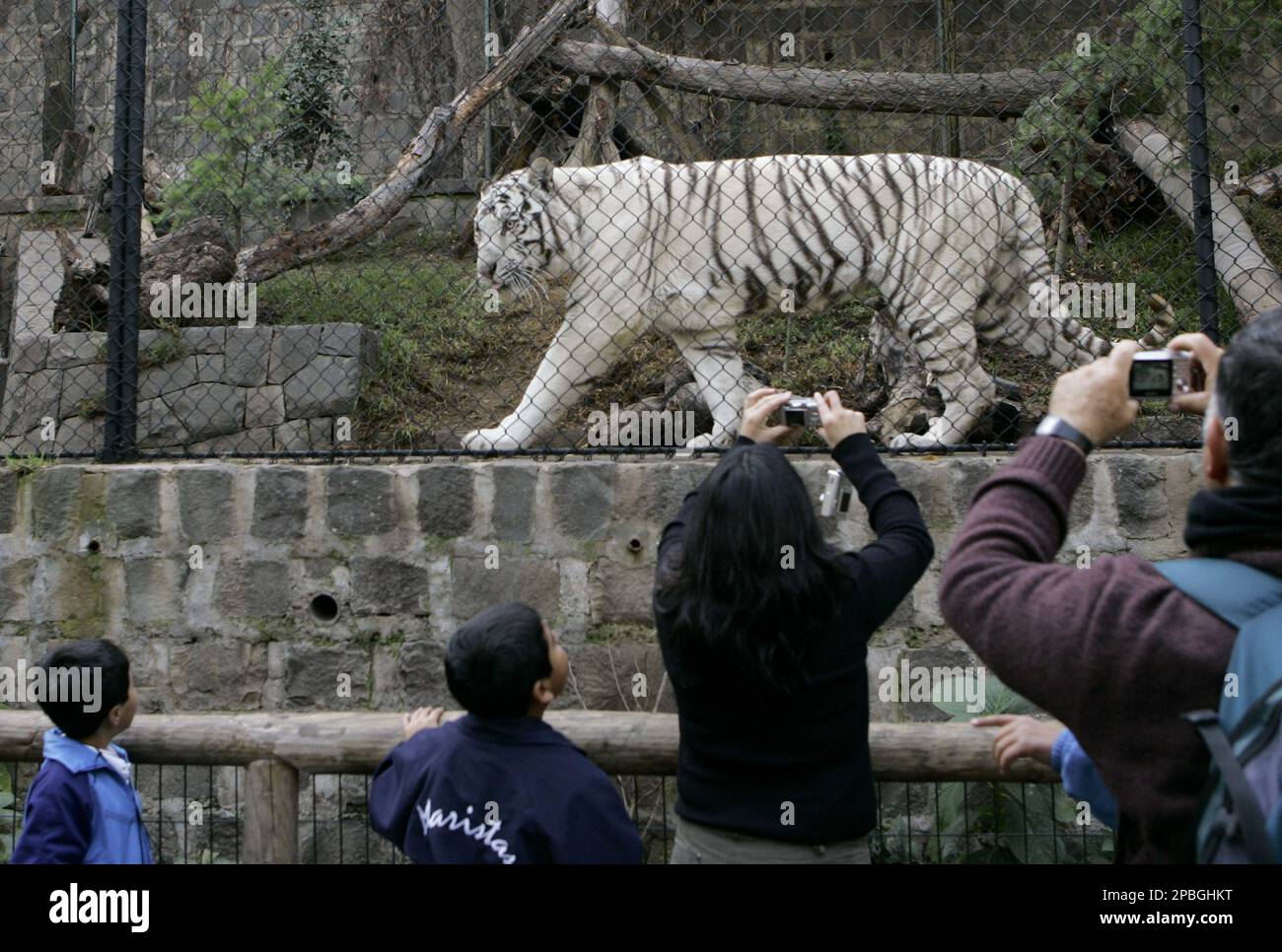 People take photos of Pampa, a one-year-old male white tiger, at the ...
