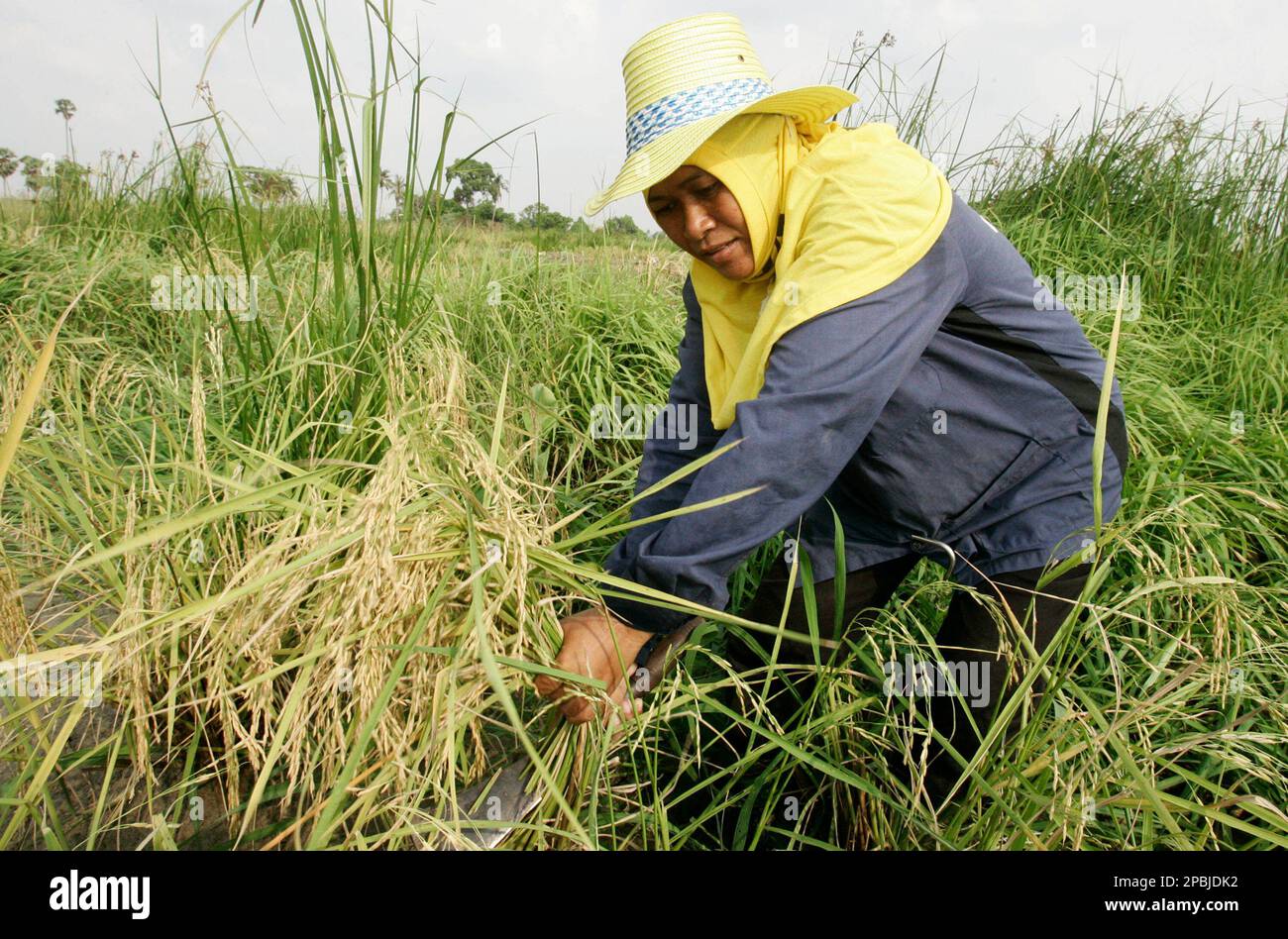 ADVANCE FOR STORY SCI--CLIMATE CHANGE -RICE BY MICHAEL CASEY.A Thai ...