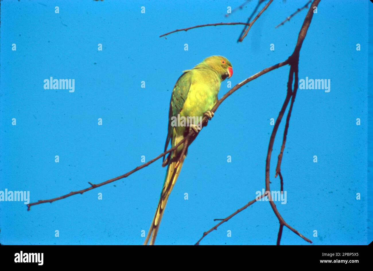 Gemis psittacula -Fotos und -Bildmaterial in hoher Auflösung – Alamy