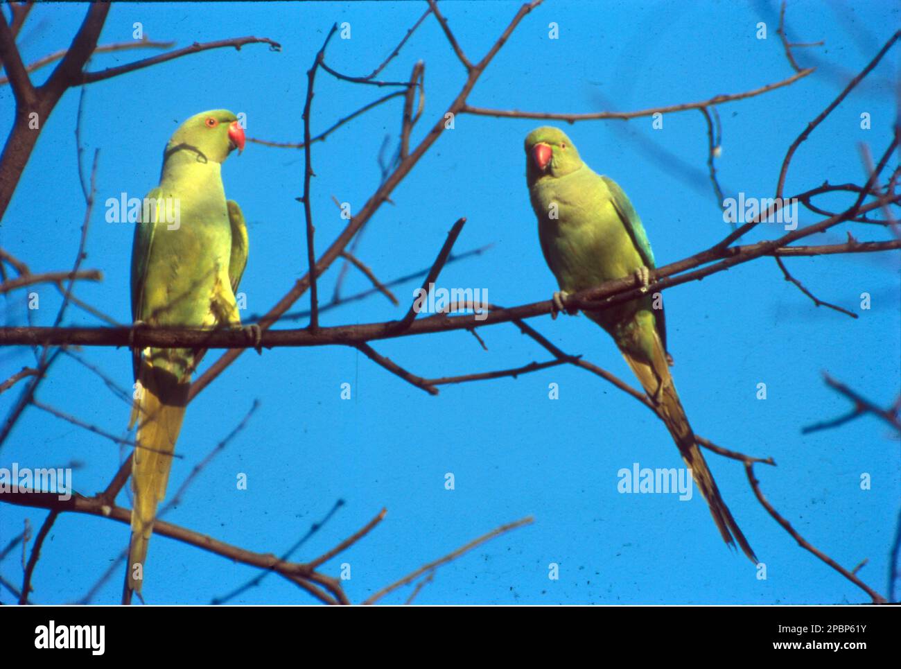 Gemis psittacula -Fotos und -Bildmaterial in hoher Auflösung – Alamy