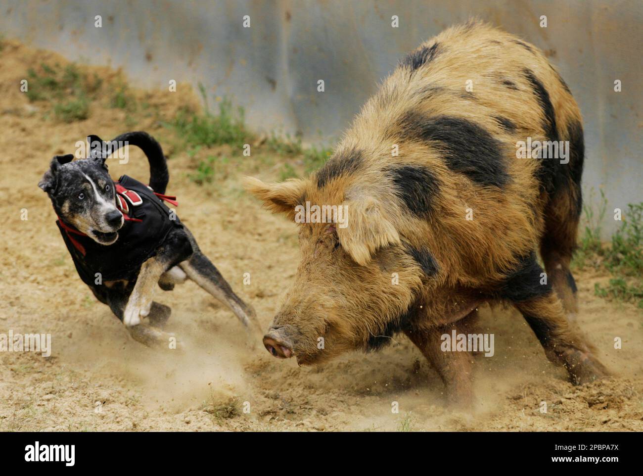 **ADVANCE FOR WEEKEND EDITIONS OF MARCH 30-31** David Alexander's dog "Jive" stays with his hog ...