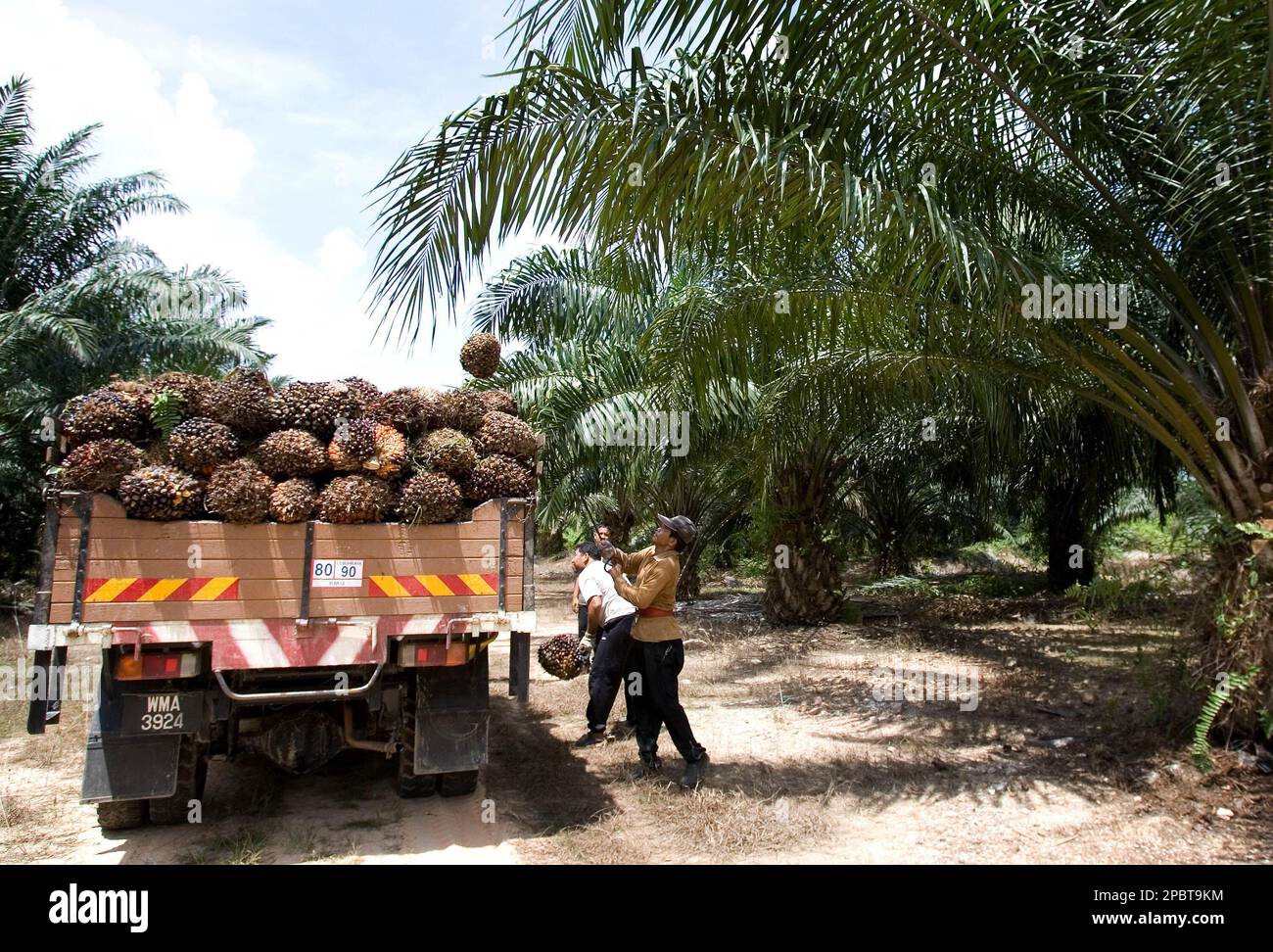 Worker loads palm oil fruits onto a lorry at a palm oil plantation in ...