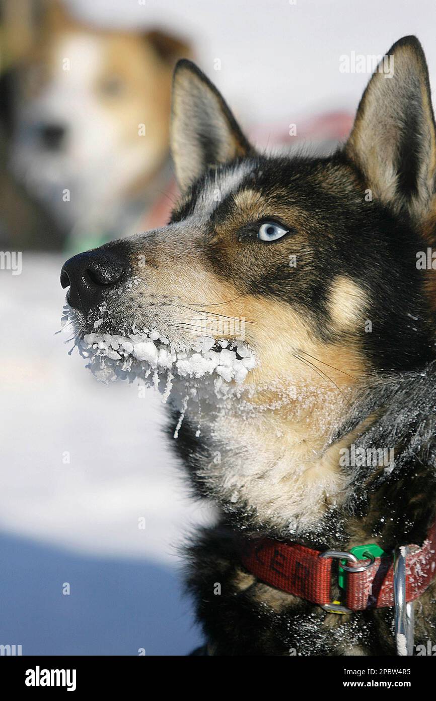One of Aliy Zirkle's sled dogs looks to be fed after the Two Rivers ...