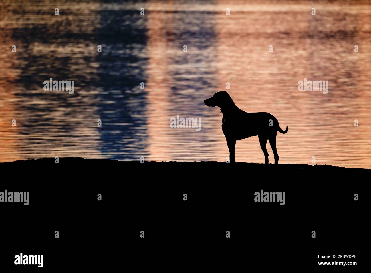 Dog silhouette -Fotos und -Bildmaterial in hoher Auflösung – Alamy