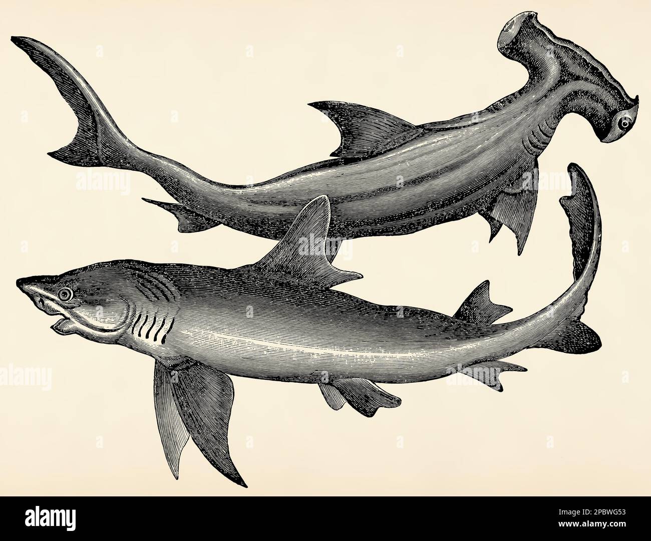 Die Fische - glatter Hammerhai (Sphyrna zygaena) und Blauhai ...