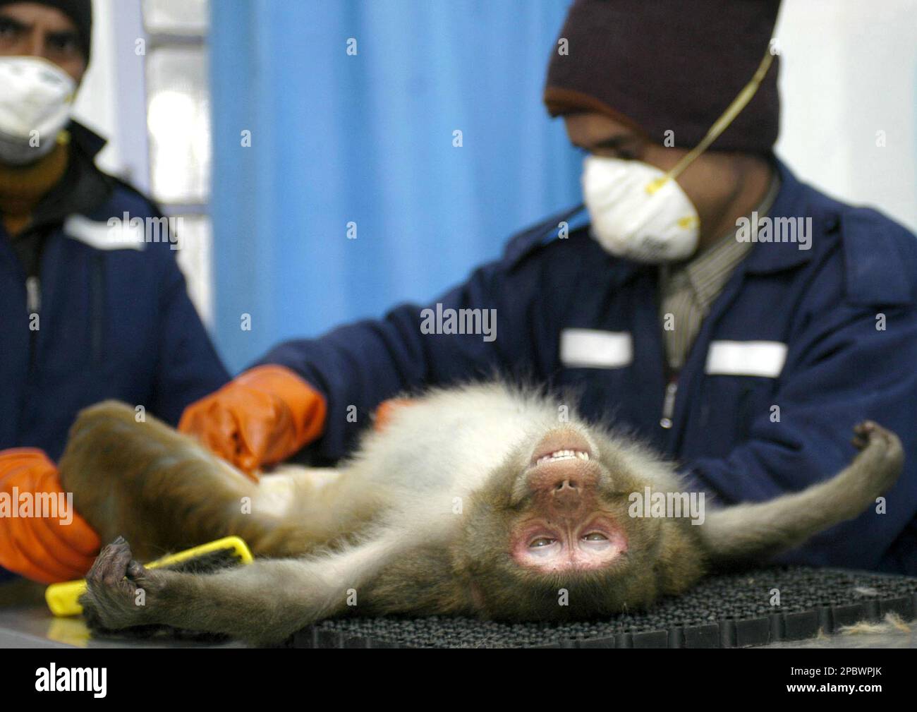 Veterinarians sterilize a monkey at the Rescue and Rehabilitation ...