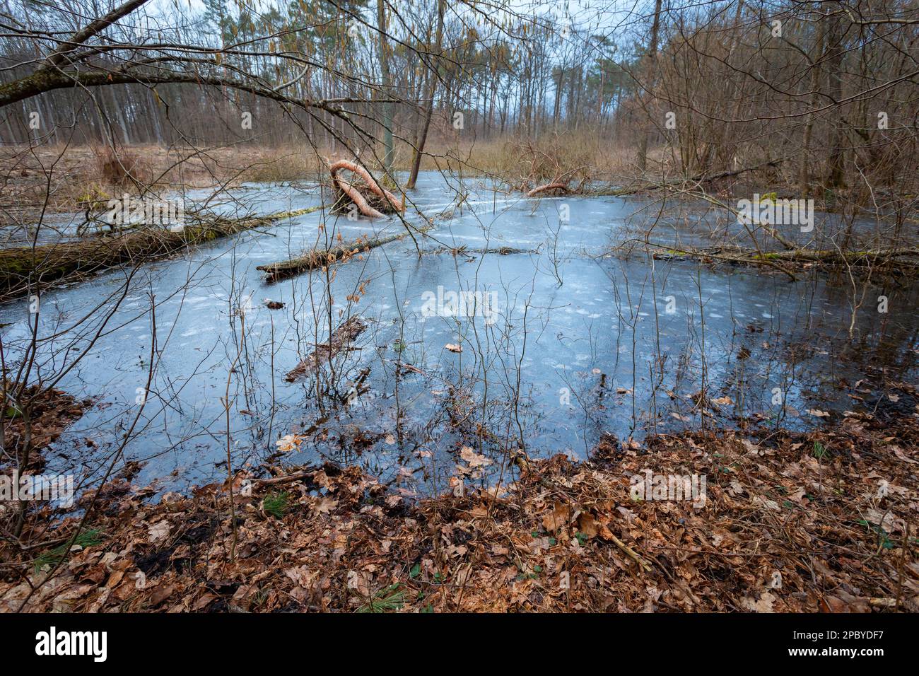 Water in the swamp -Fotos und -Bildmaterial in hoher Auflösung – Alamy