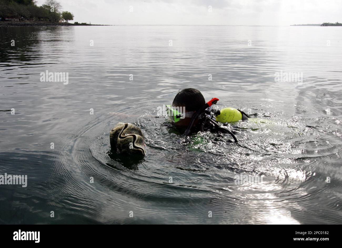 A diver holds a giant clam, locally known as "Taklobo," prior to ...