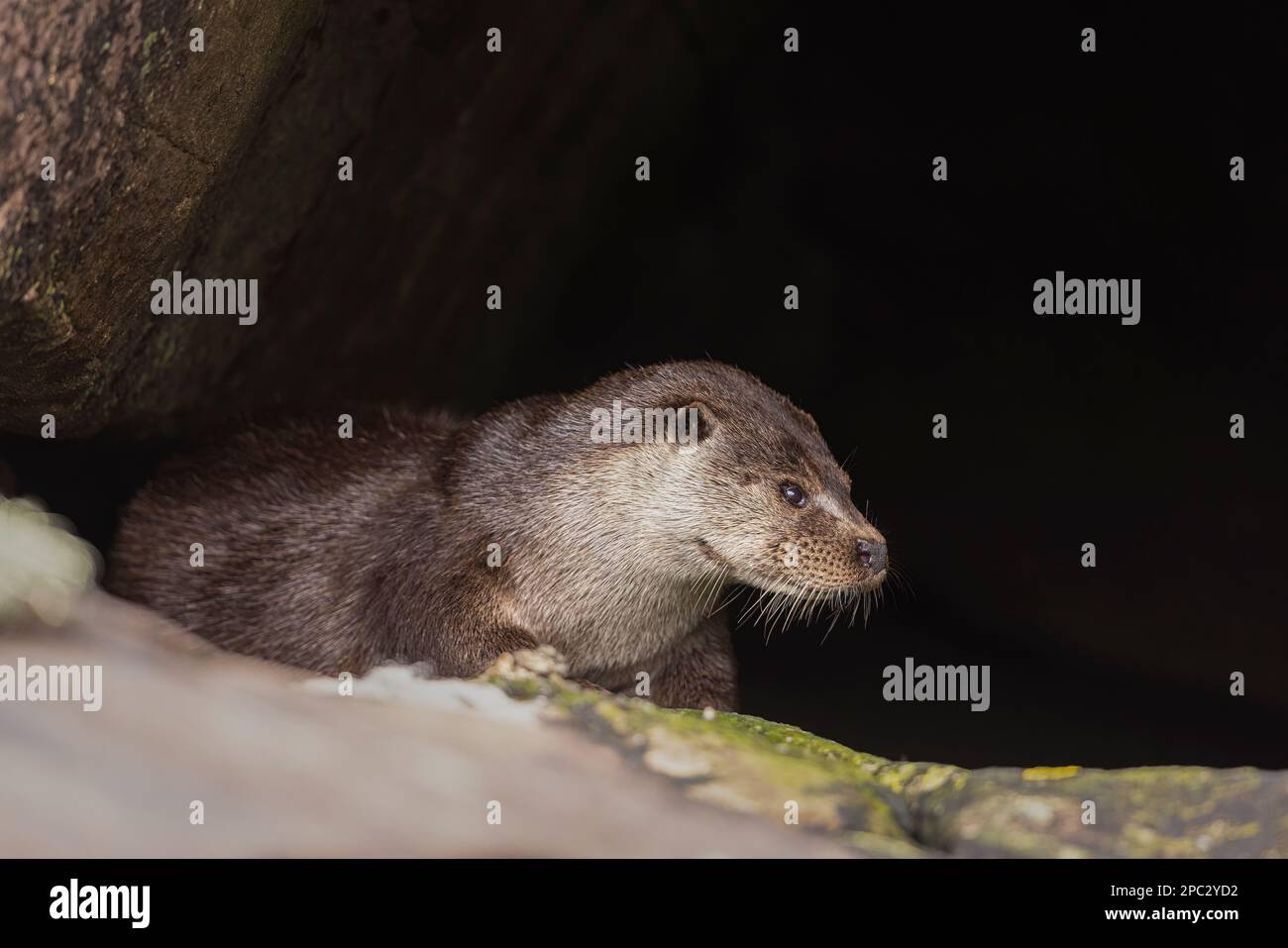 Scottish otter -Fotos und -Bildmaterial in hoher Auflösung – Alamy