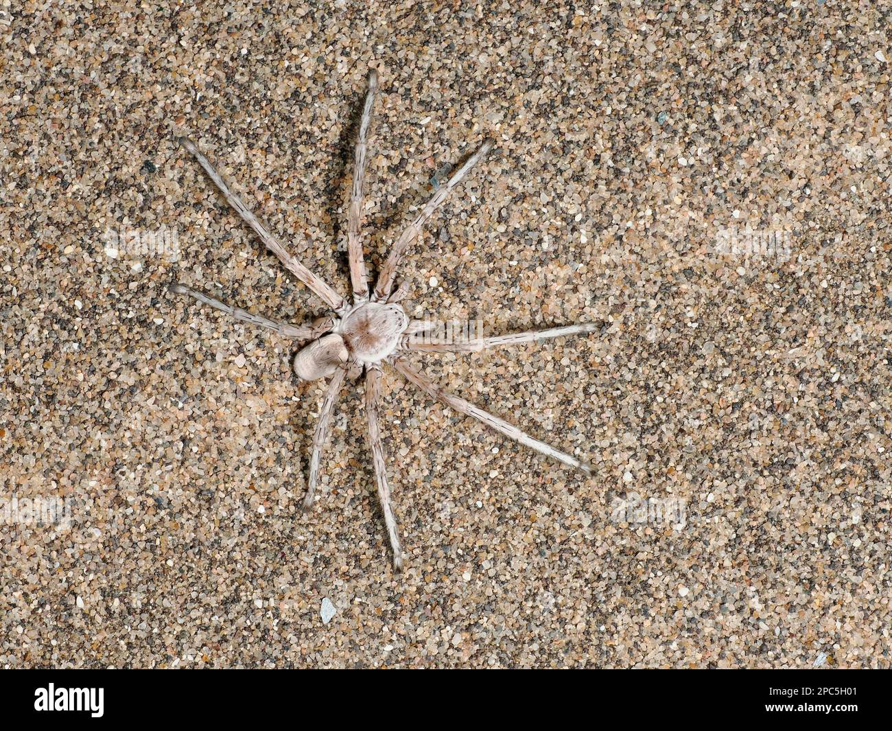 Carparachne aureoflava -Fotos und -Bildmaterial in hoher Auflösung – Alamy