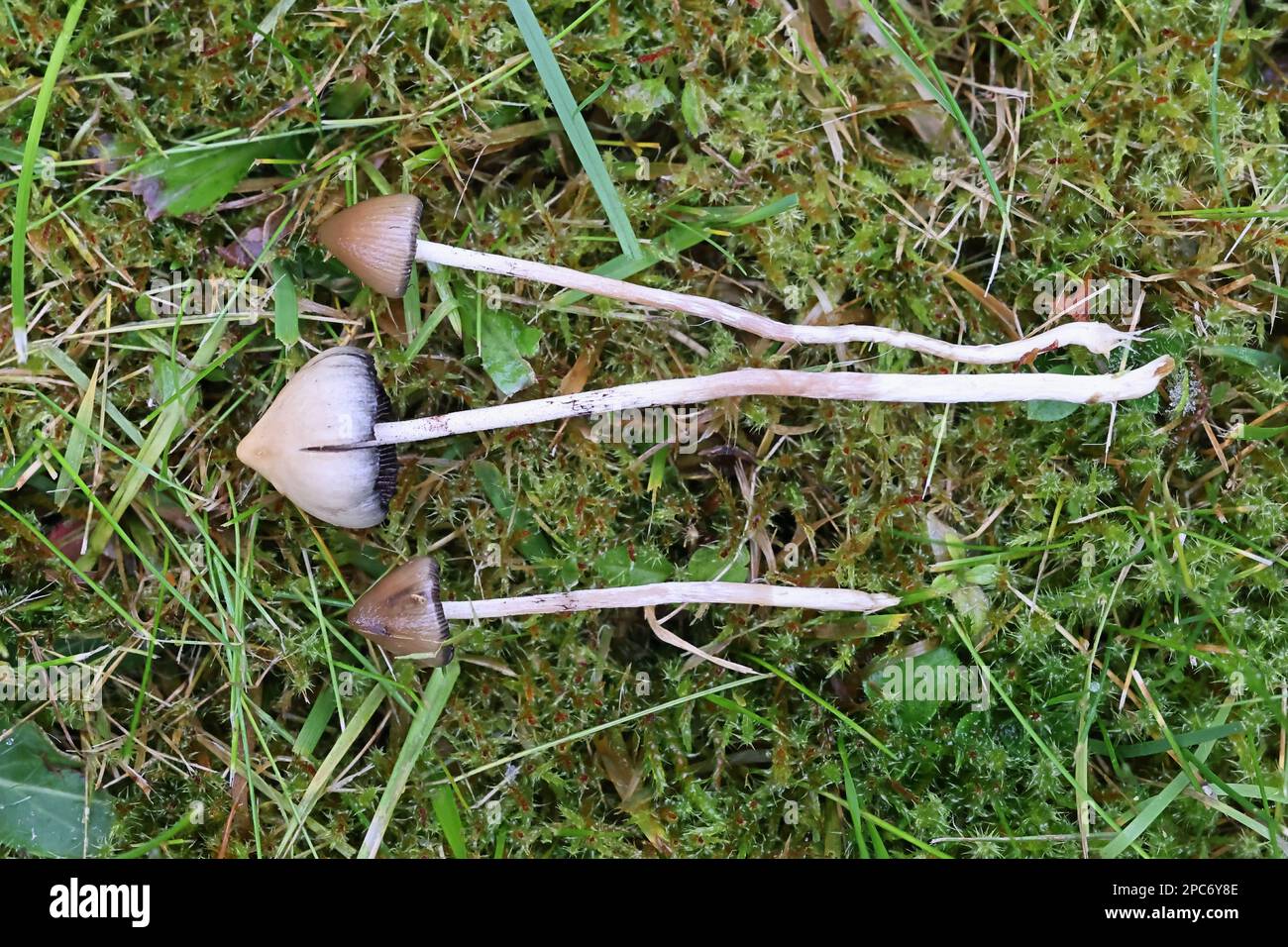 Psilocybe semilanceata -Fotos und -Bildmaterial in hoher Auflösung – Alamy
