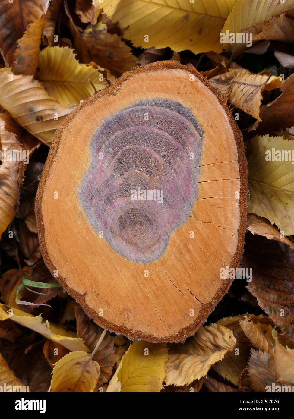 Blattquerschnitt buche -Fotos und -Bildmaterial in hoher Auflösung – Alamy