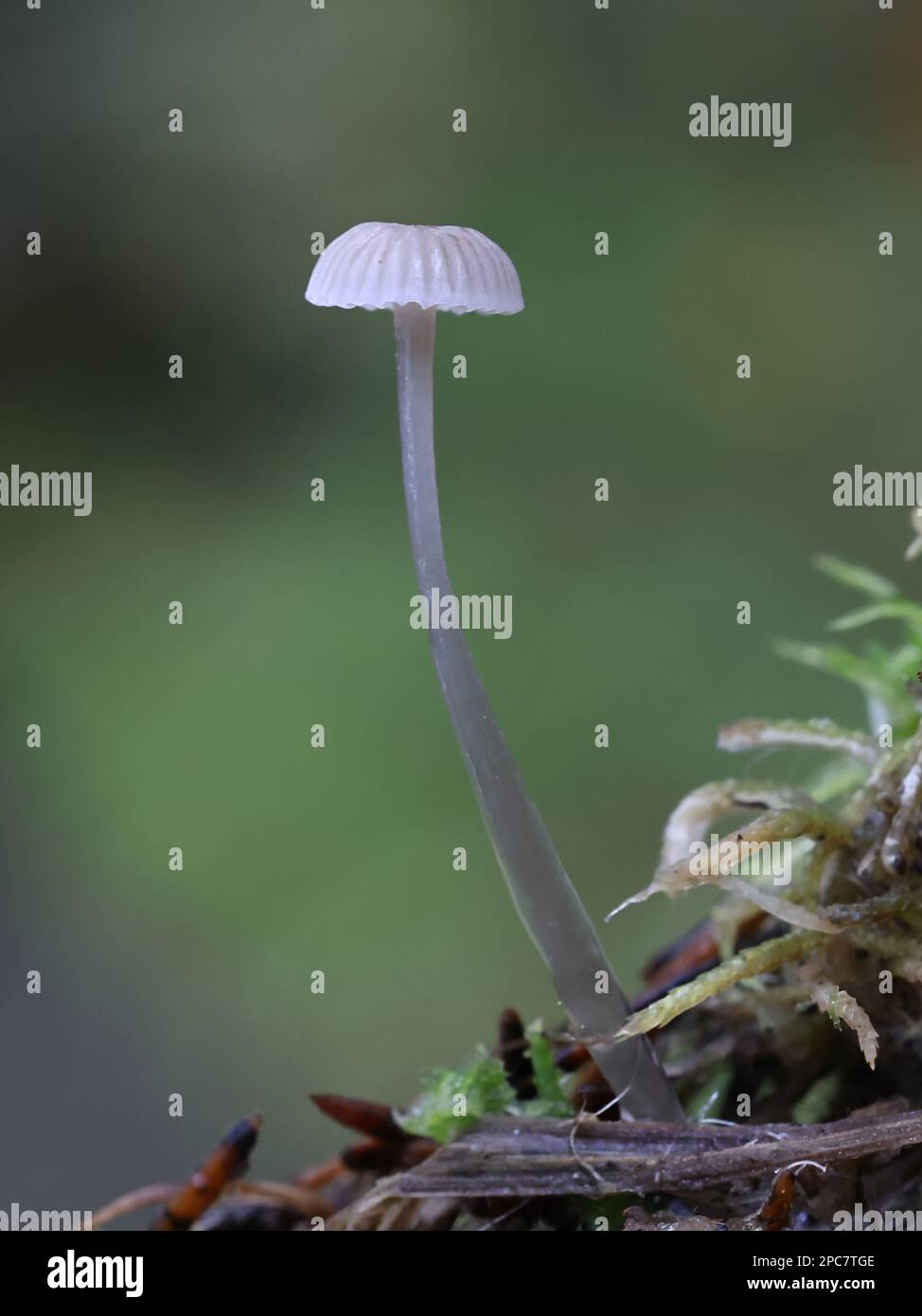 Mycena rorida -Fotos und -Bildmaterial in hoher Auflösung – Alamy