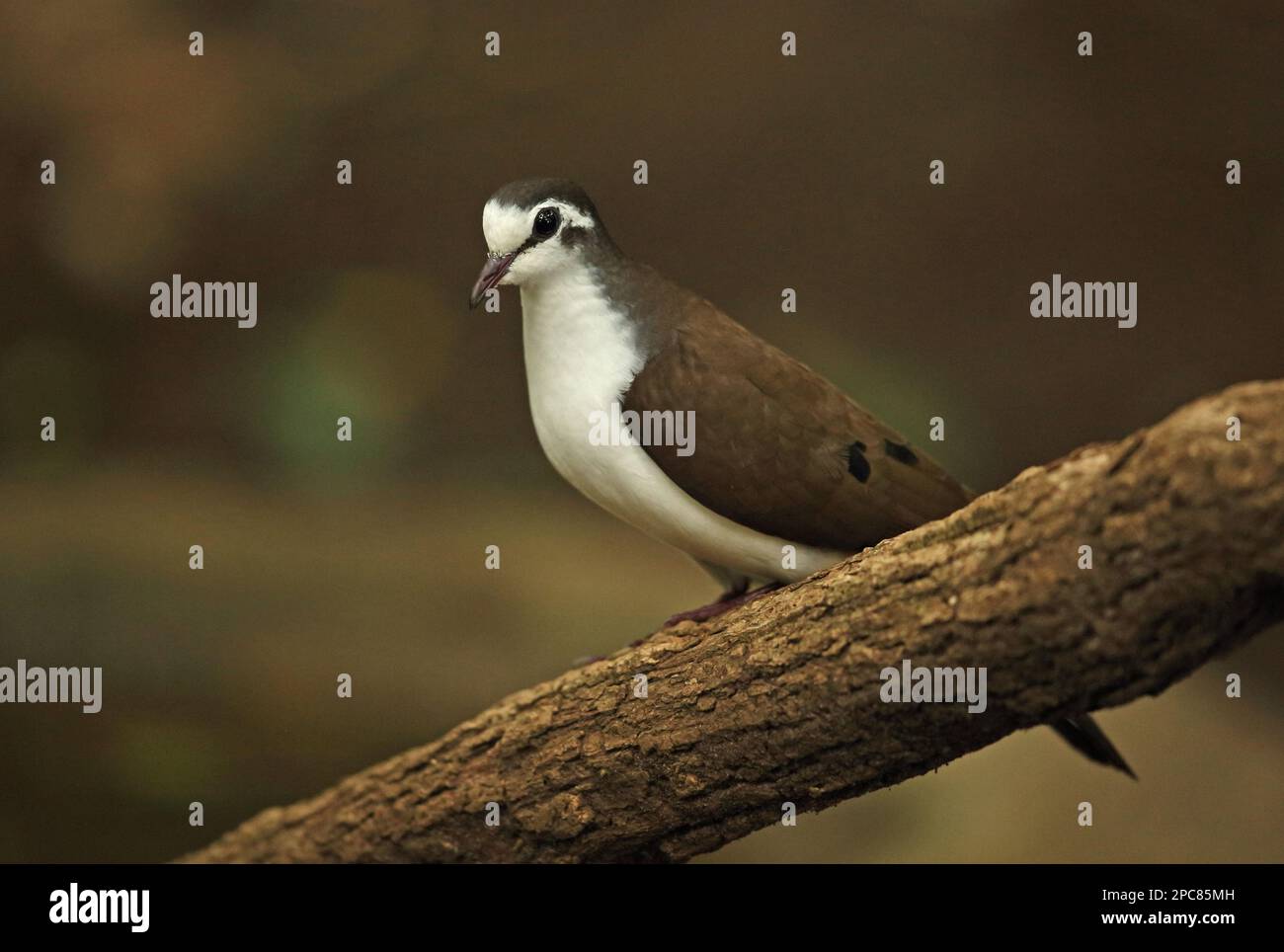 Tamburin tauben -Fotos und -Bildmaterial in hoher Auflösung – Alamy