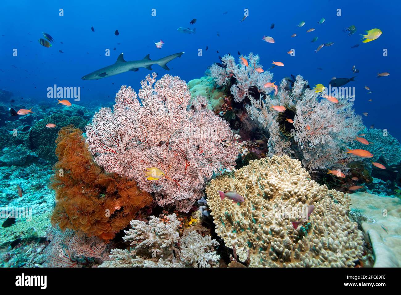 Hai insel rechts -Fotos und -Bildmaterial in hoher Auflösung – Alamy