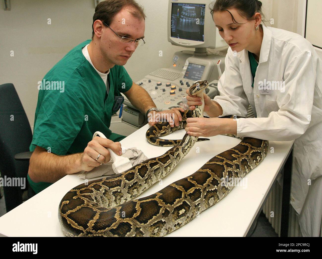 Die Tieraerzte Michael Pees und Maria Haense bei der Ultraschalluntersuchung an einem ...