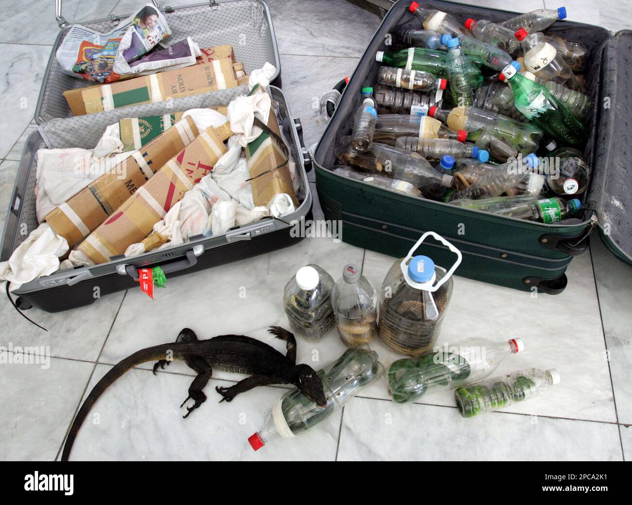 Authorities at the Ninoy Aquino International Airport reveal snakes and ...