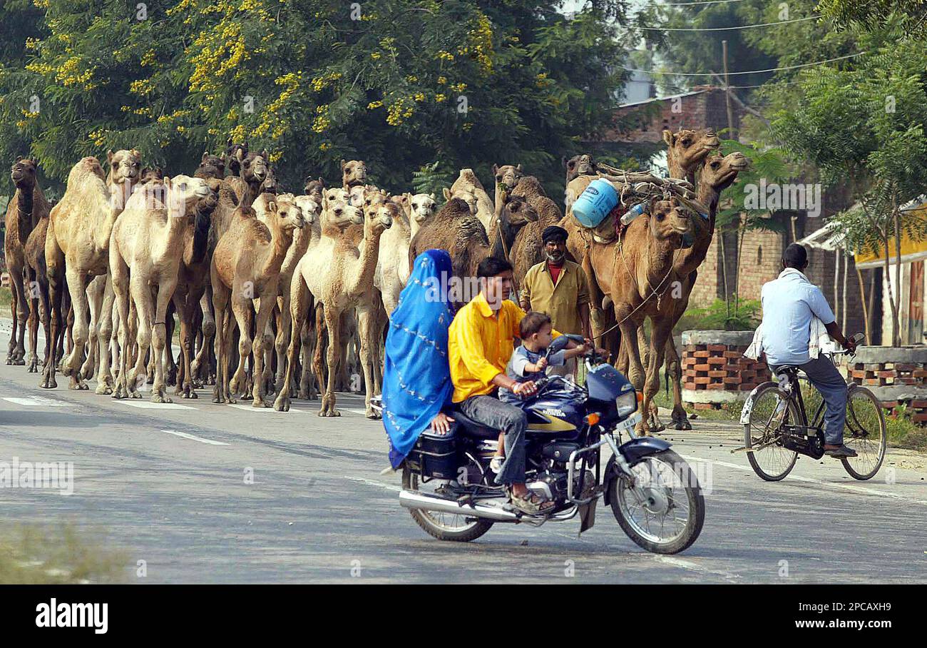 An Indian family on a motorcycle rides past a heard of camels passing ...