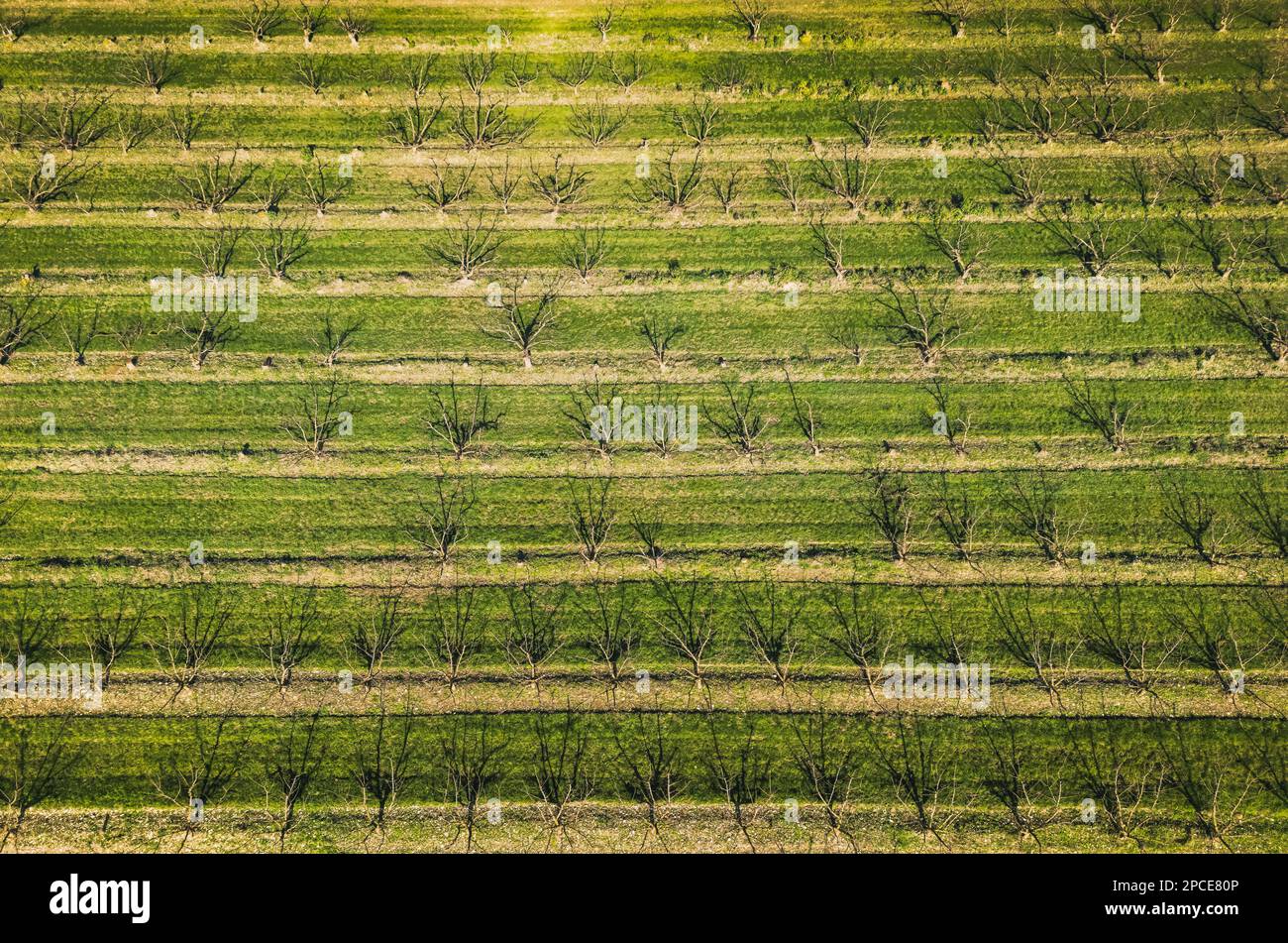 Landwirtschaftliche felder mit bäumen -Fotos und -Bildmaterial in hoher Auflösung - Seite 3 - Alamy
