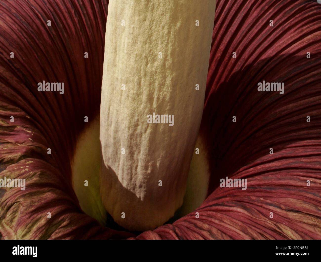 A detail view looking from the top into the "corpse flower," also ...