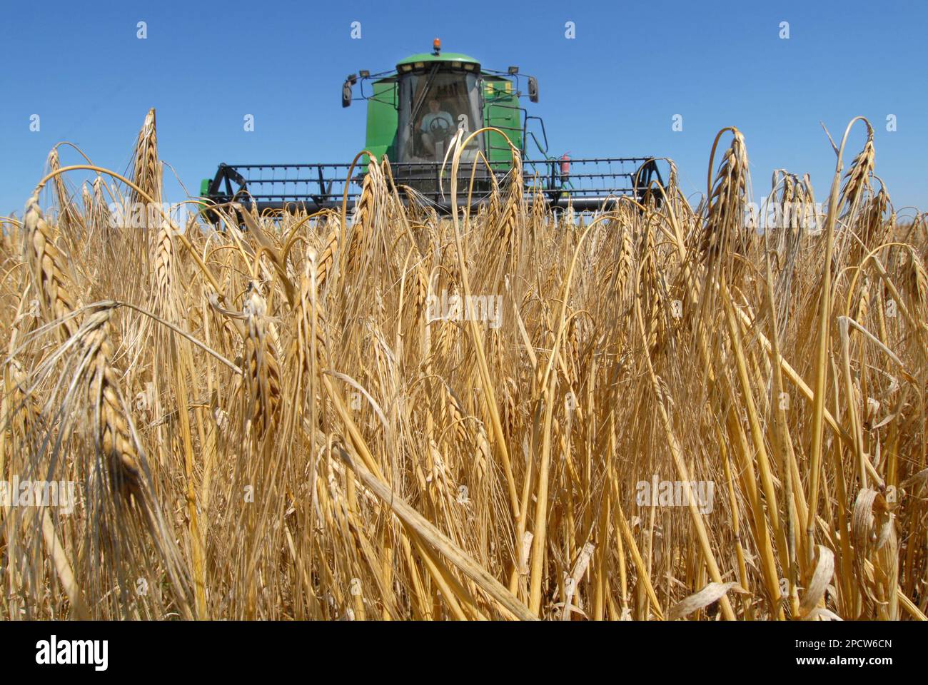 Landwirt Peter Heppner erntet mit einem Maehdrescher auf einem Feld bei ...
