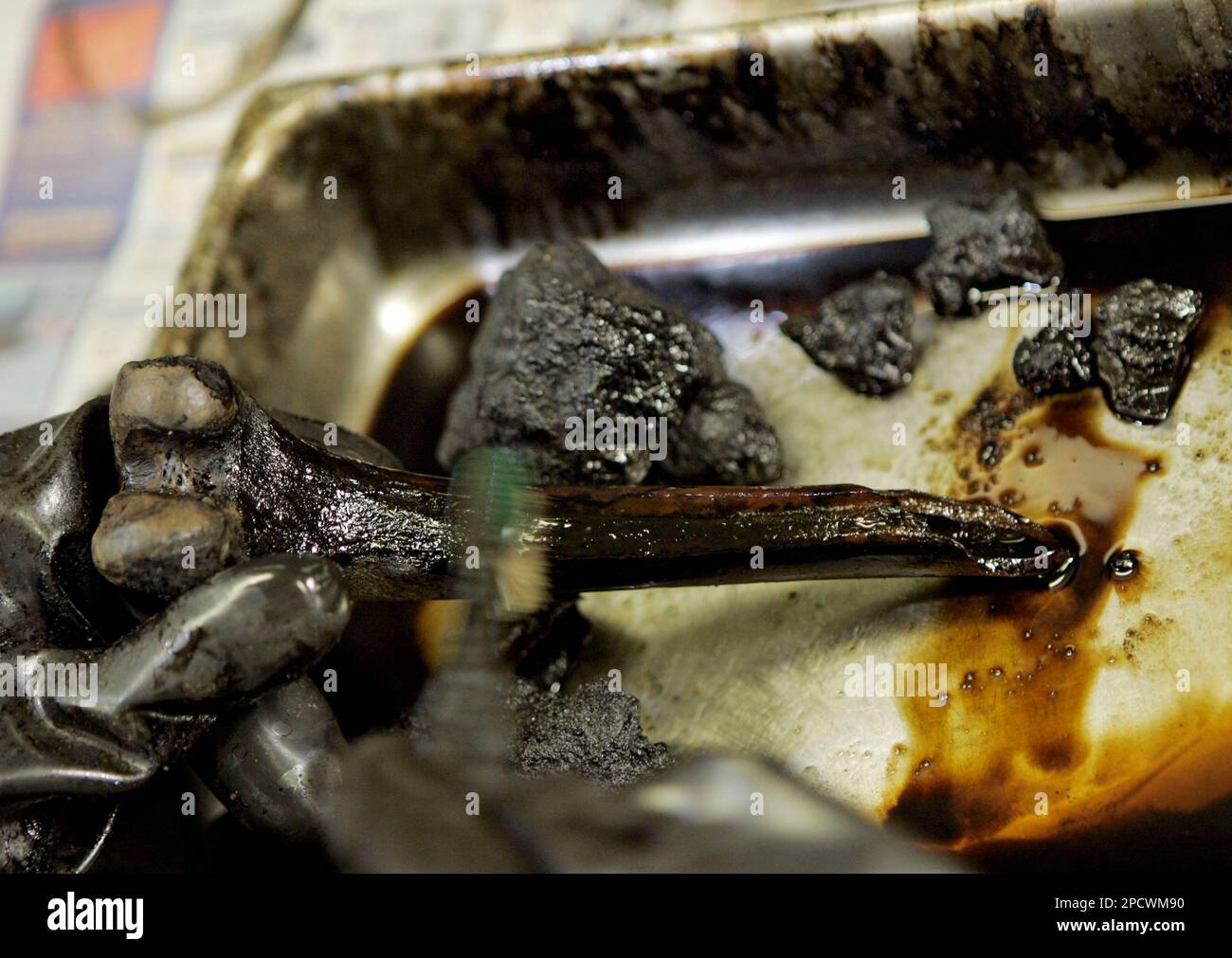 Volunteer Nicole Gillett cleans tar from a dire wolf leg bone excavated ...