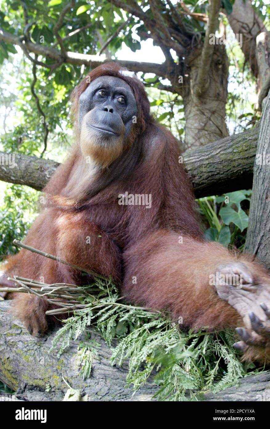 Singapore's oldest orangutan living in captivity, Ah Meng, is seen ...
