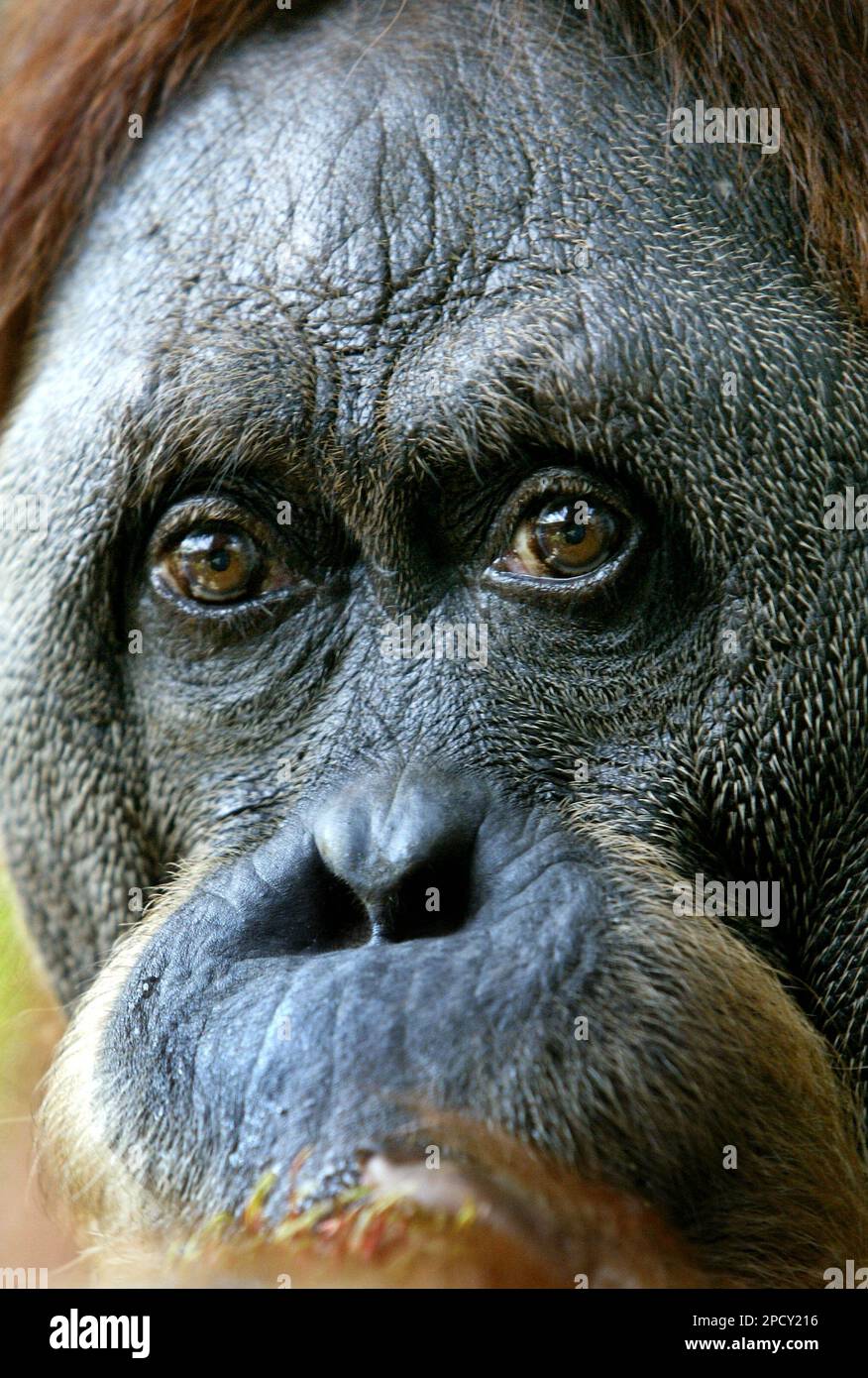 Singapore's oldest orangutan living in captivity, Ah Meng, is seen ...