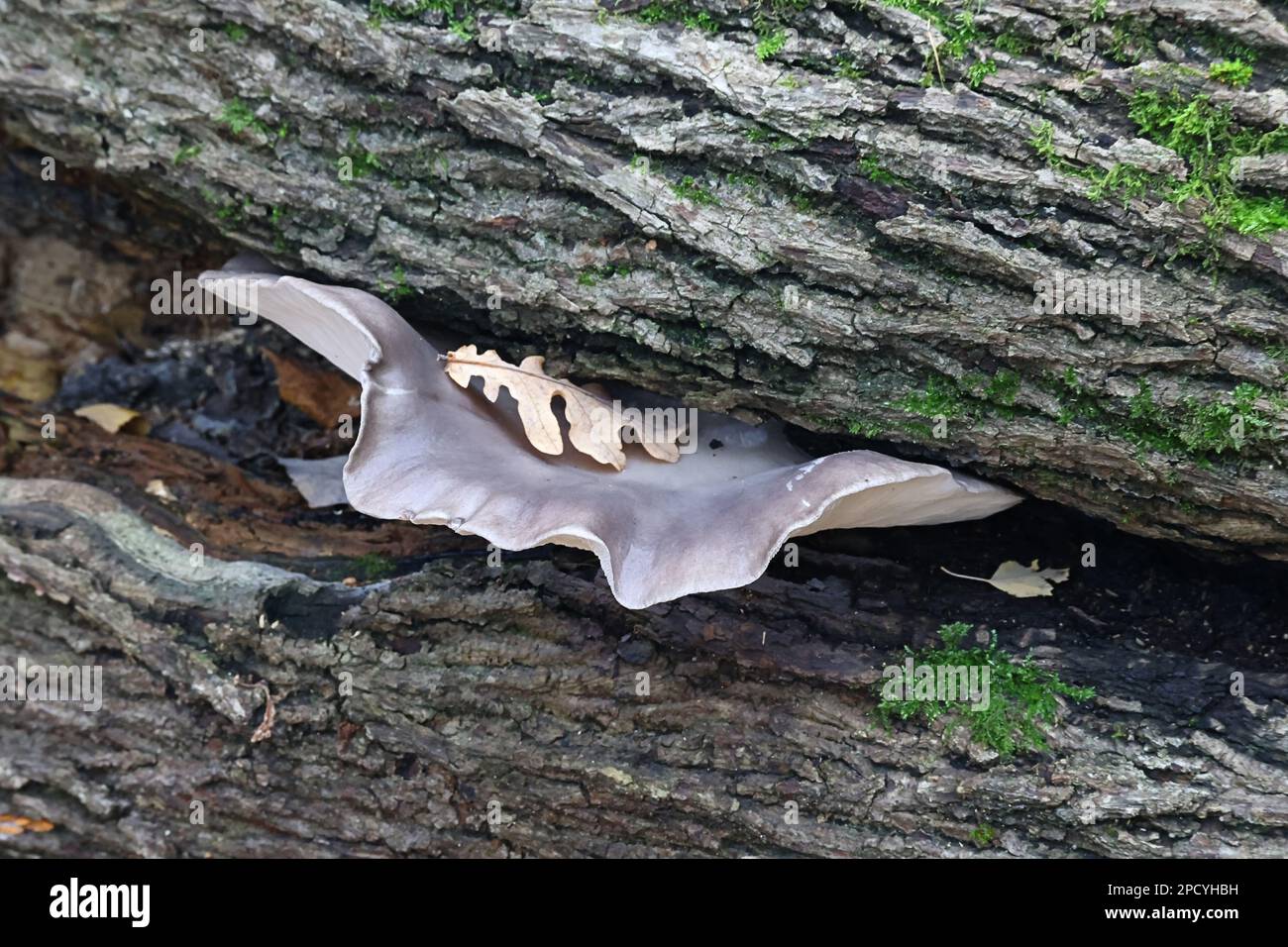 Pleurotus ostreatus, bekannt als Perlmutt-Austernpilz oder Baum ...