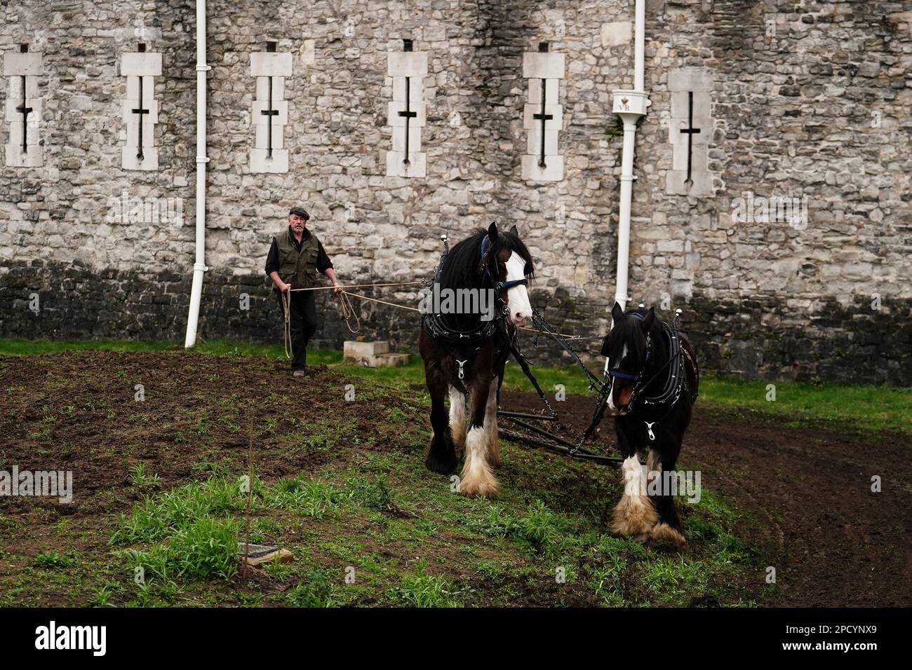 Shire-Pferde namens William und Joey vom Hampton Court Palace, pflügen ...