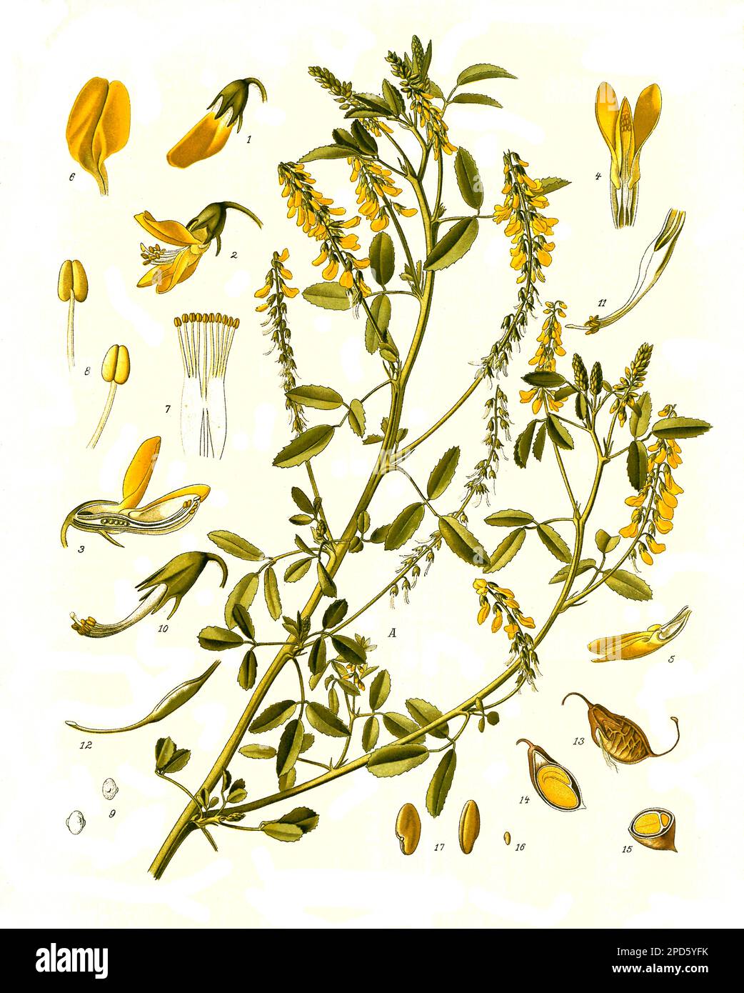 Echte honigklee -Fotos und -Bildmaterial in hoher Auflösung – Alamy