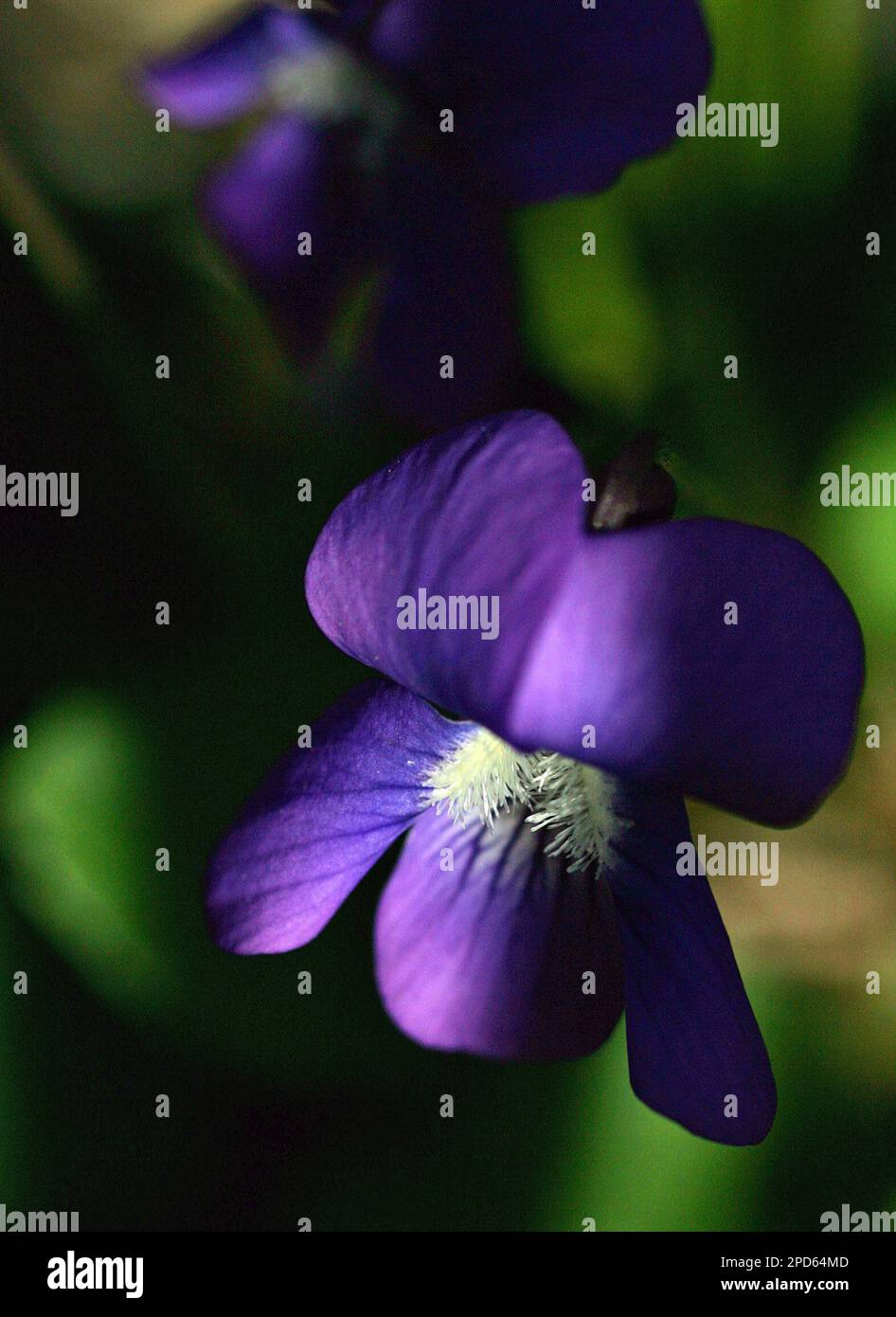 Blue violets are seen Tuesday, April 18, 2006 in Lewisberry, Pa., at ...