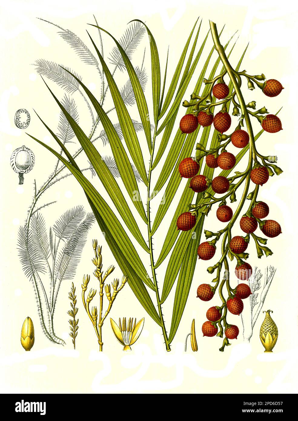 Heilpflanze, Daemonorops ist eine in Asien heimische, artenreiche ...