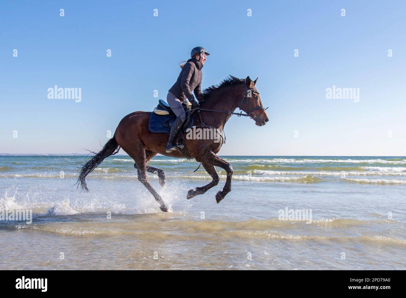 Reiterin/weibliche Reiterin auf dem Pferderücken im seichten Wasser am Sandstrand entlang der ...