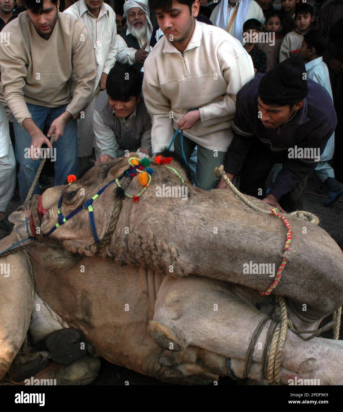 Pakistani Muslims prepare to slaughter camel on Eid al-Adha day ...