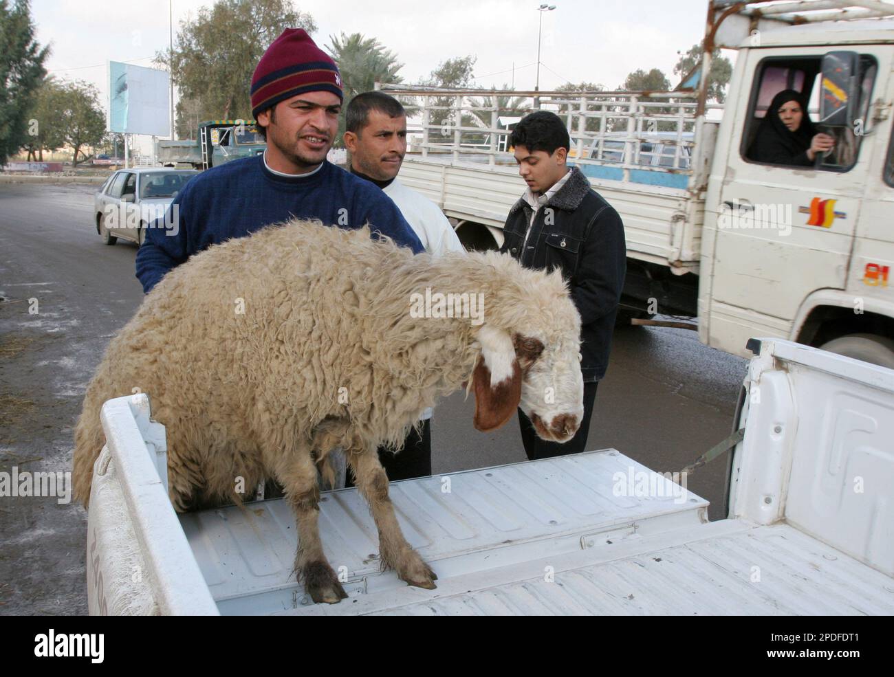 A trader loads a sheep into a pick-up truck for the upcoming Muslim ...