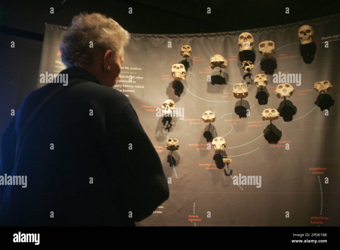 Visitor to "Darwin" inspects a display using skulls to illustrate the ...