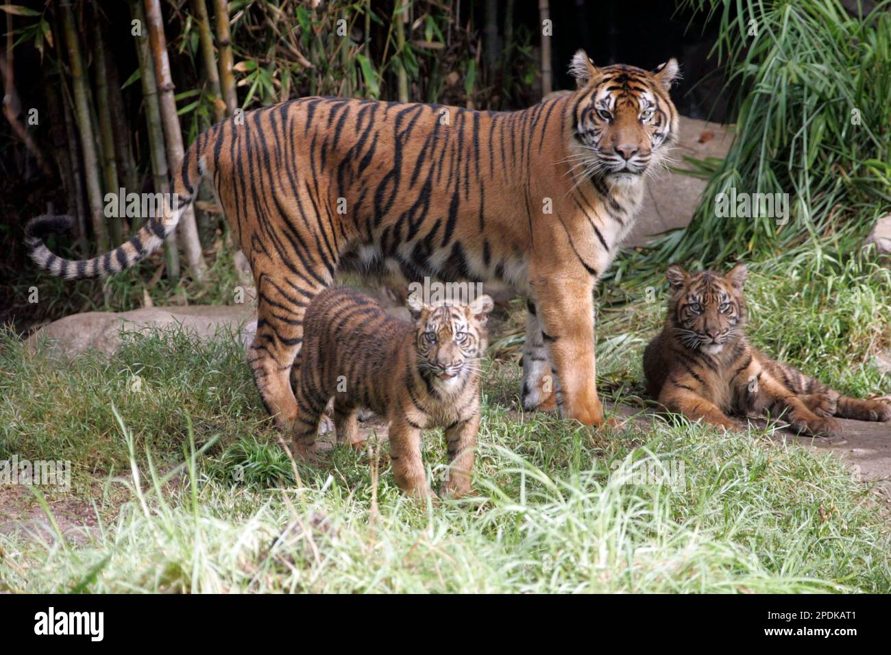 An endangered Sumatran tiger named Lulu is shown with her two cubs ...