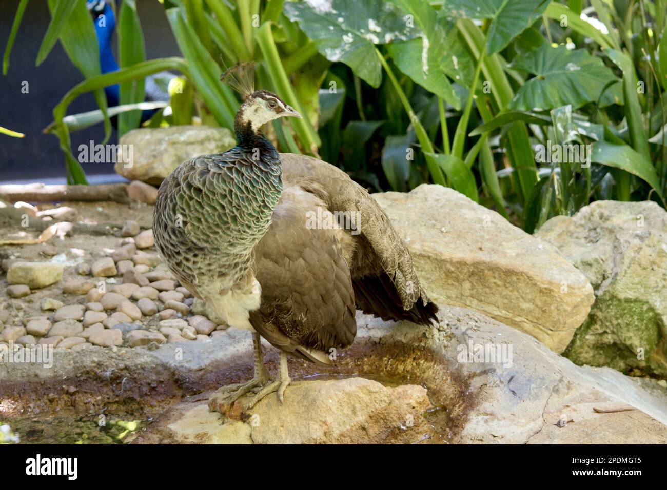 Rufous secondaries -Fotos und -Bildmaterial in hoher Auflösung – Alamy