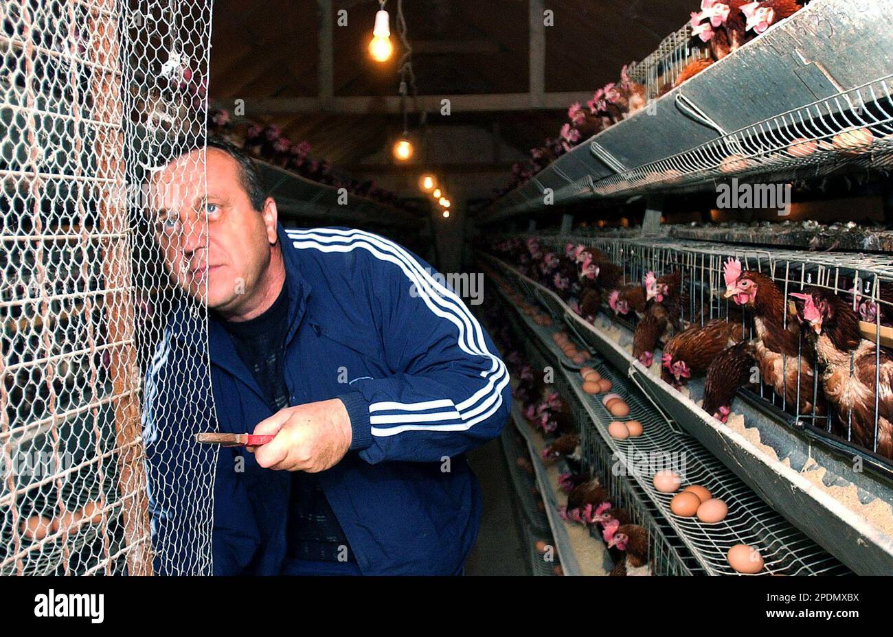 Rajko Dragas installs a chicken wire fence in his chicken coop in Spuz ...