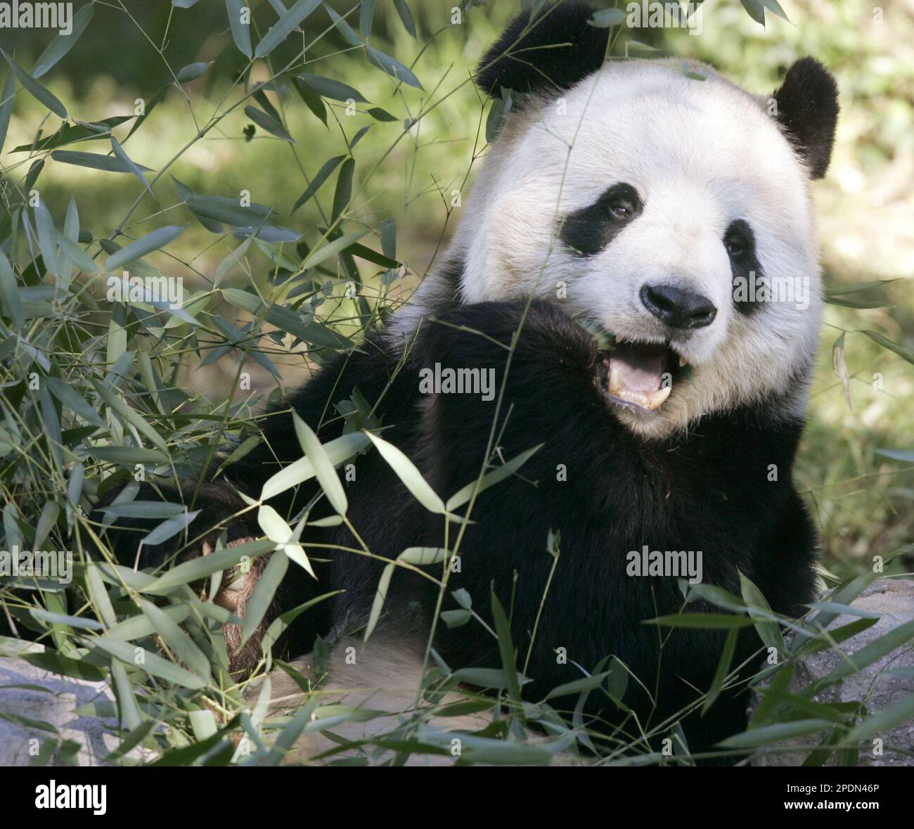 Giant Panda Tian Tian, father of 13-week-old giant panda cub Tai Shan ...