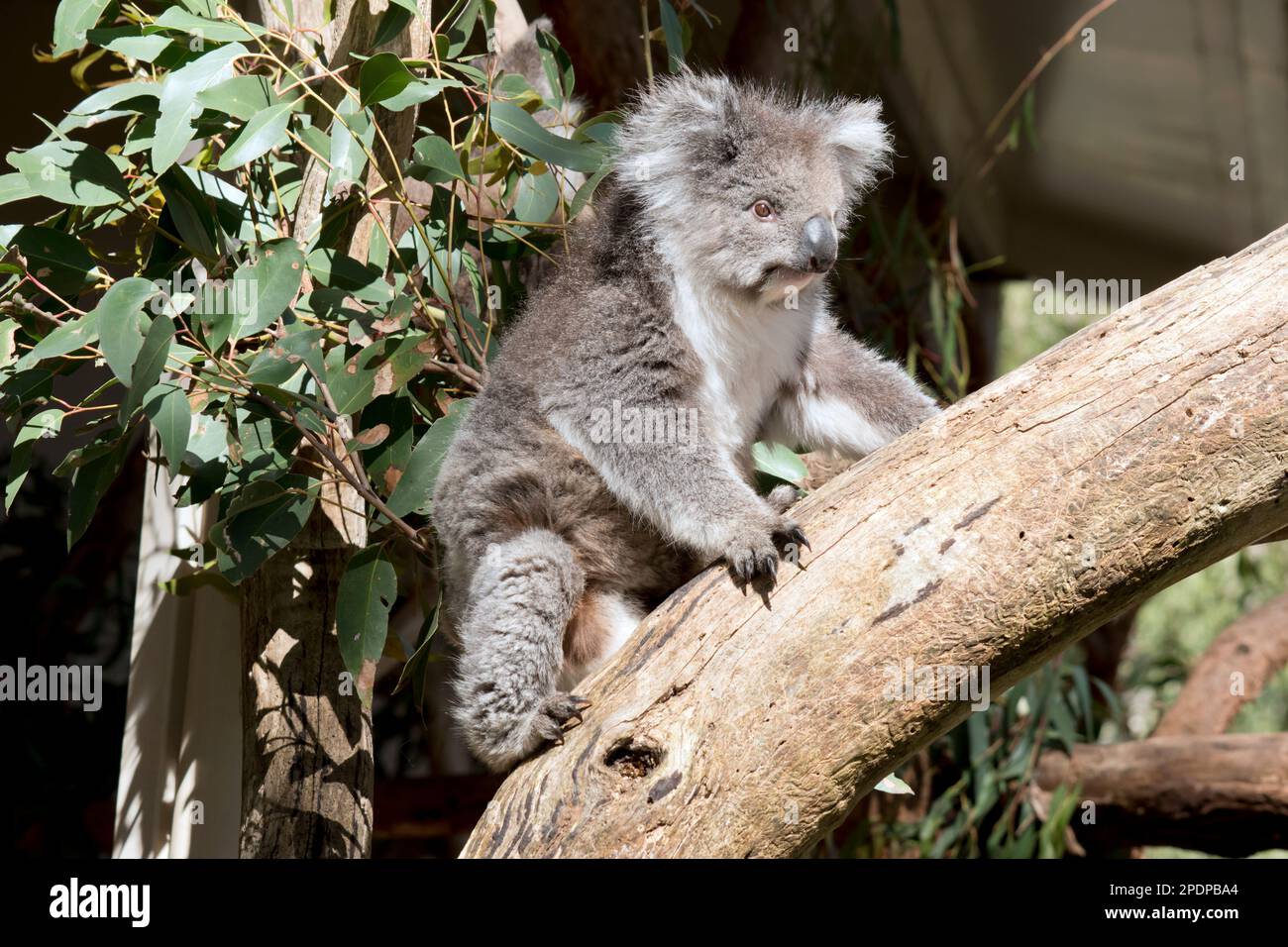 Die Koalas sind in der Regel grau-braun mit weißem Fell auf der Brust ...