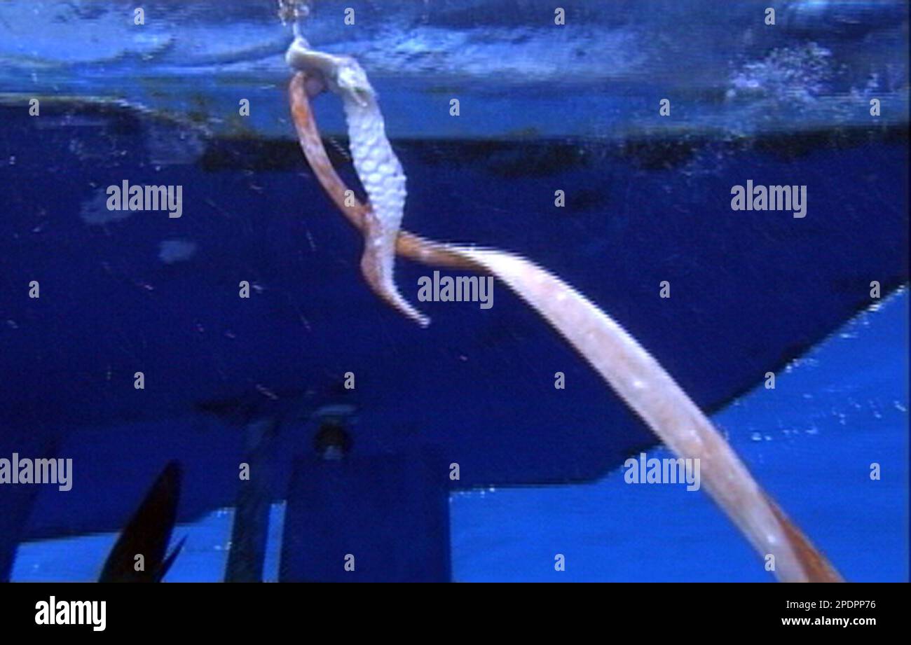 This is a photo released by Dr. Tsunemi Kubodera of the National ...