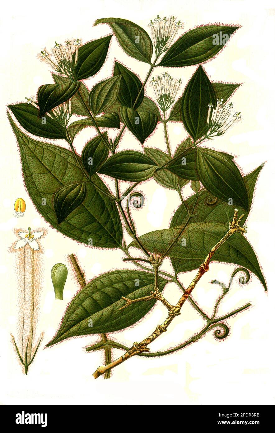 Curare pflanze -Fotos und -Bildmaterial in hoher Auflösung – Alamy