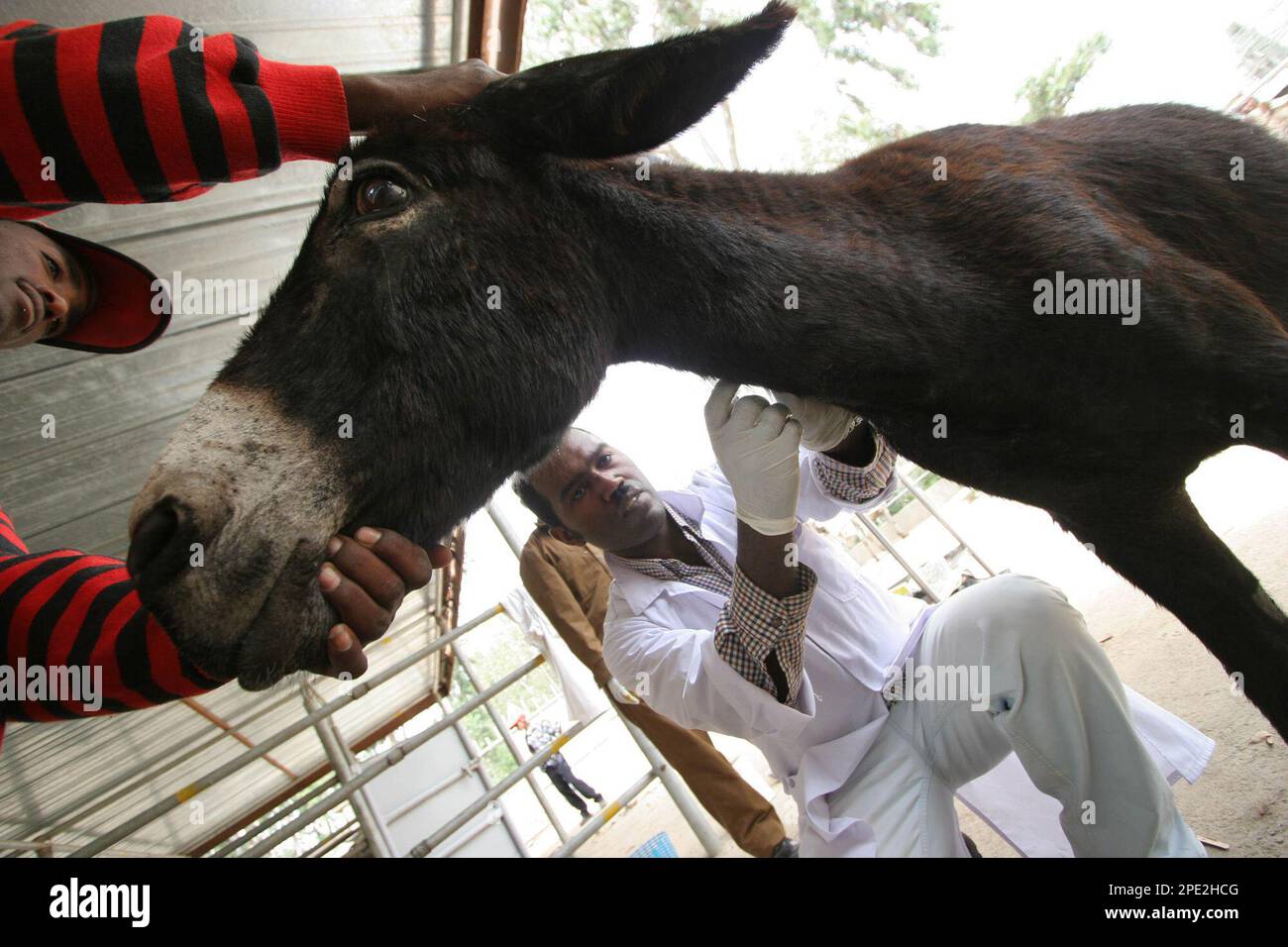 A donkey bitten by a hyena is being checked by a veterinary, right, as ...