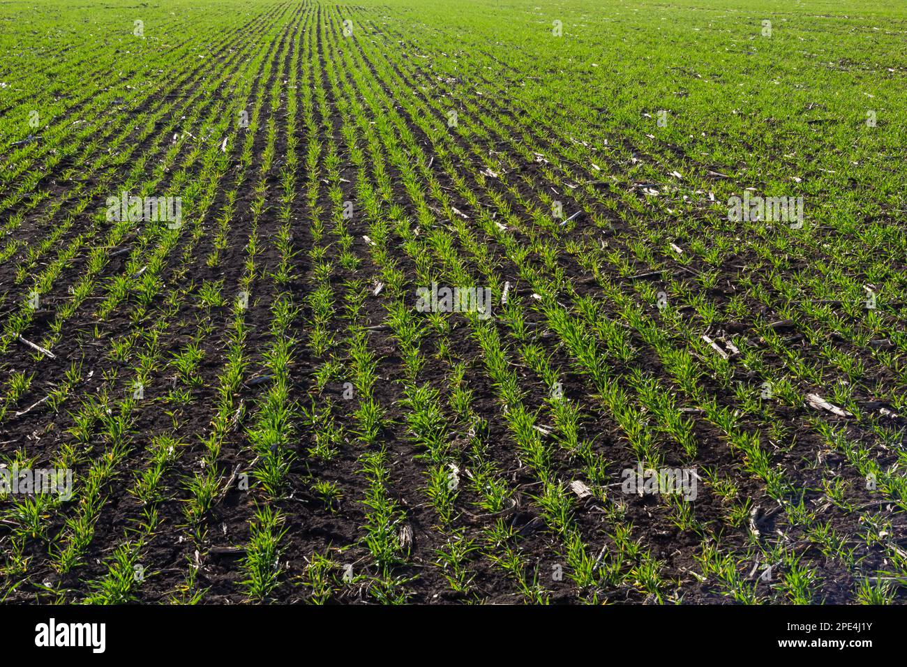 Jungen Weizen-Sämlinge wachsen in einem Feld. Junge grüne Weizenanbau ...