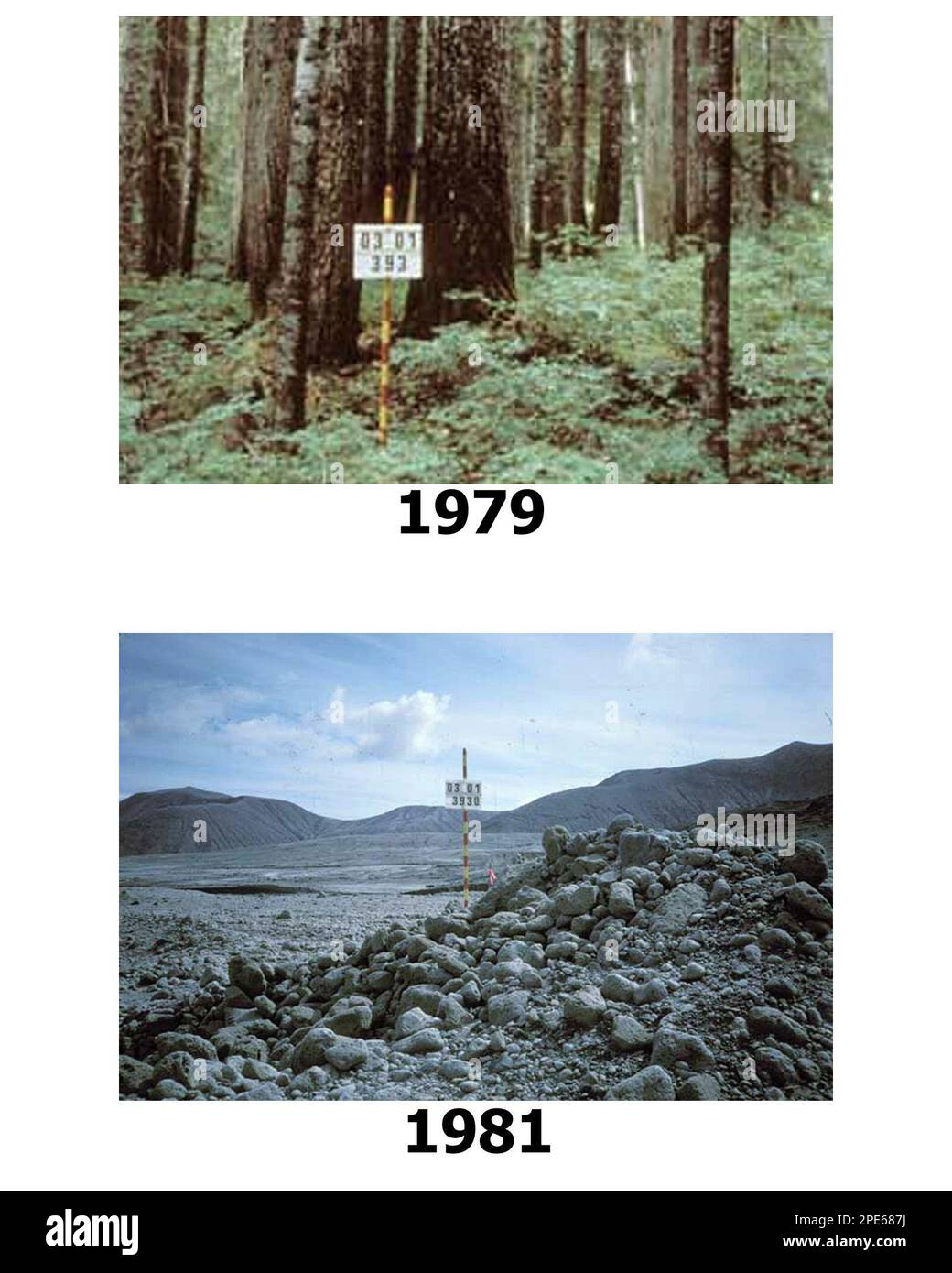 ** FILE ** The same section of old-growth forest near Mount St. Helens ...