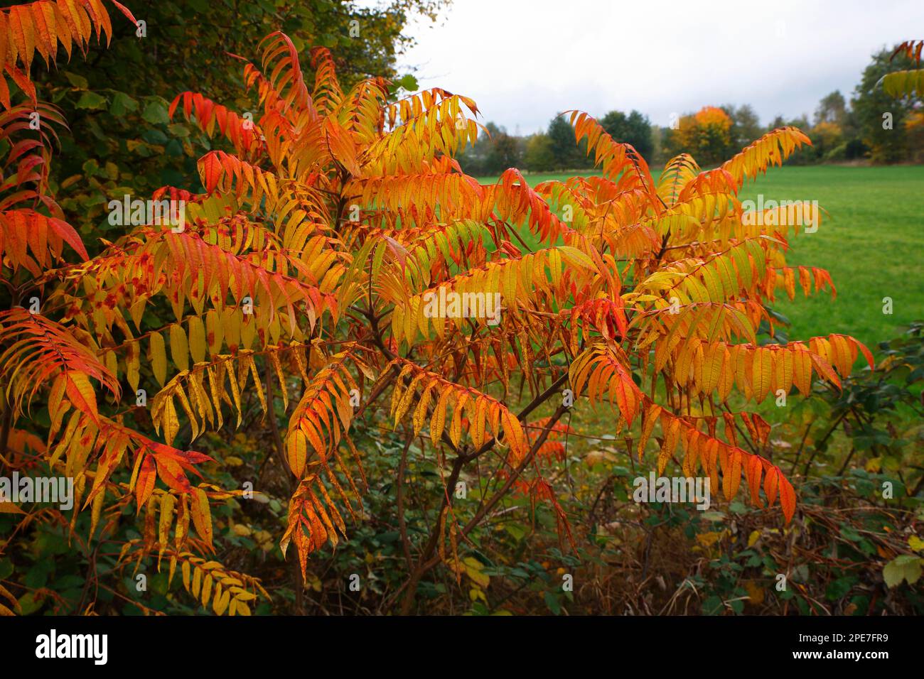 Sumach im herbst -Fotos und -Bildmaterial in hoher Auflösung – Alamy