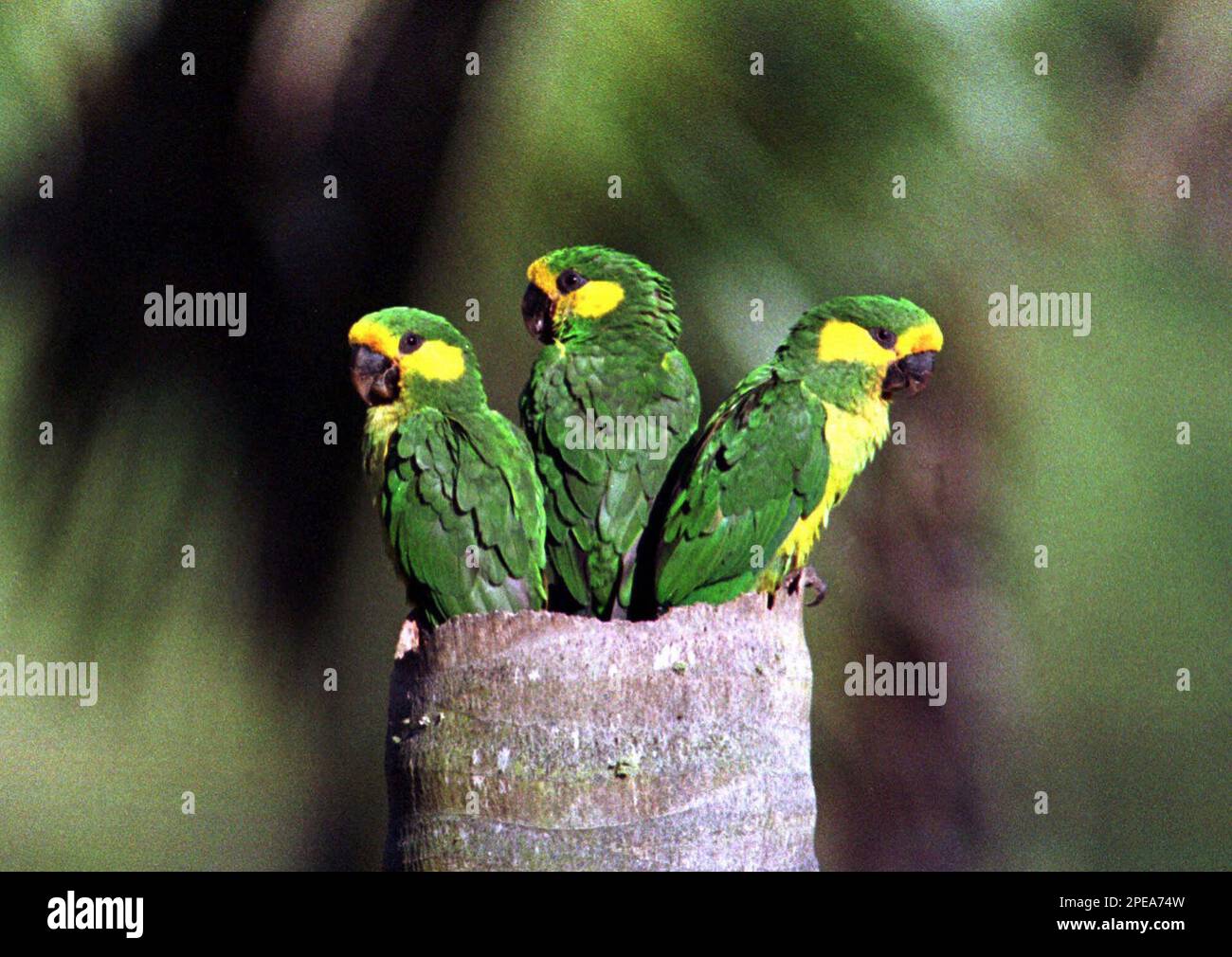 ** FILE ** Three yellow-eared parrots perch on their nest in a wax palm ...